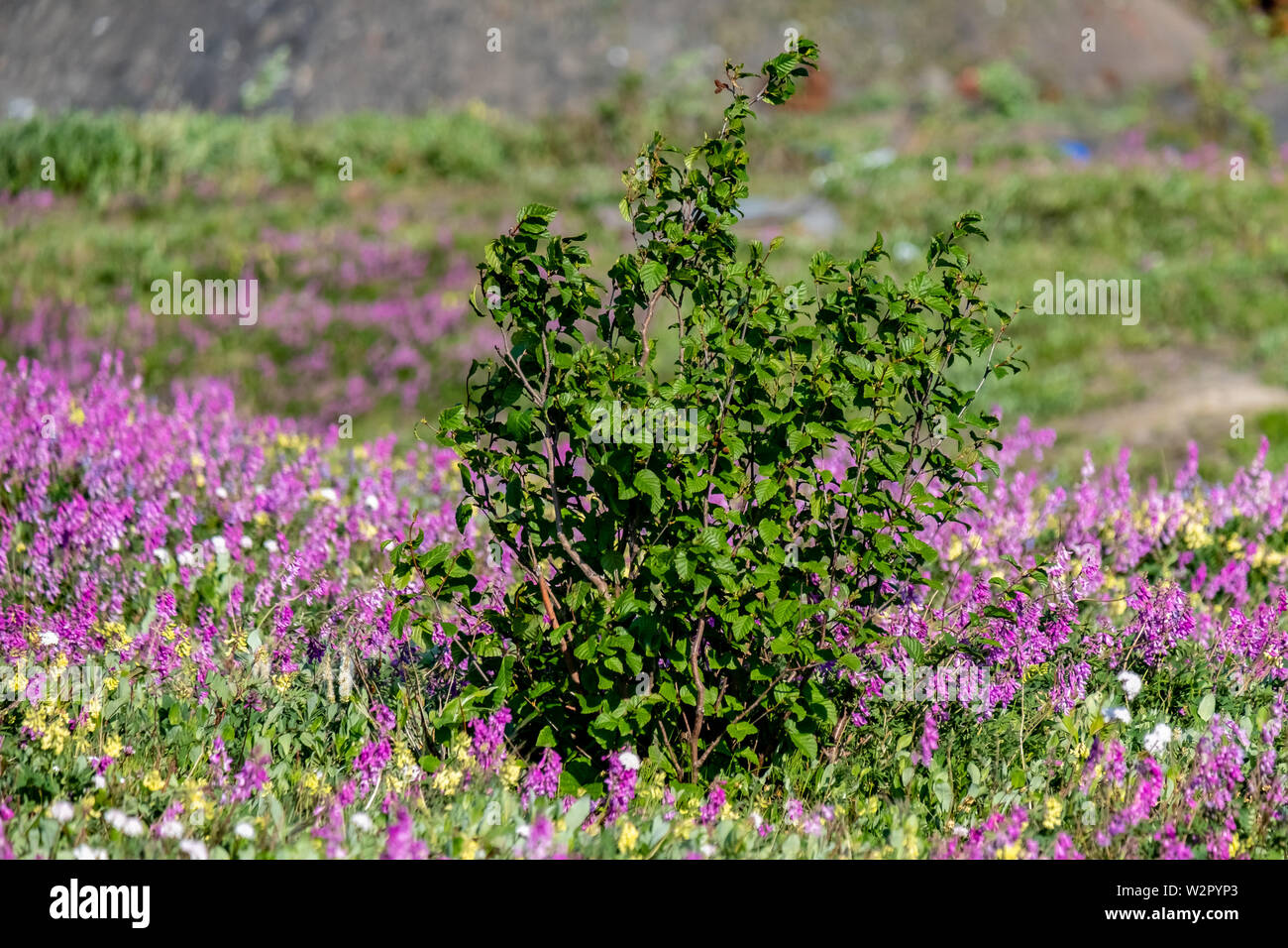 Tundra wildflowers hi-res stock photography and images - Alamy