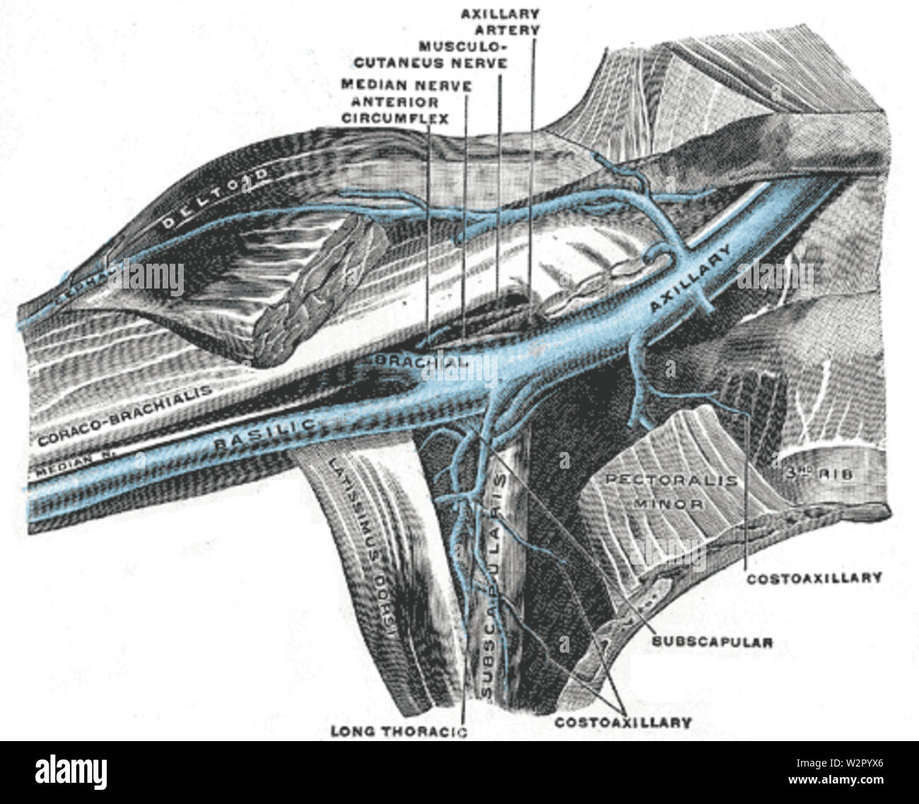 Axillary vein Cut Out Stock Images & Pictures - Alamy