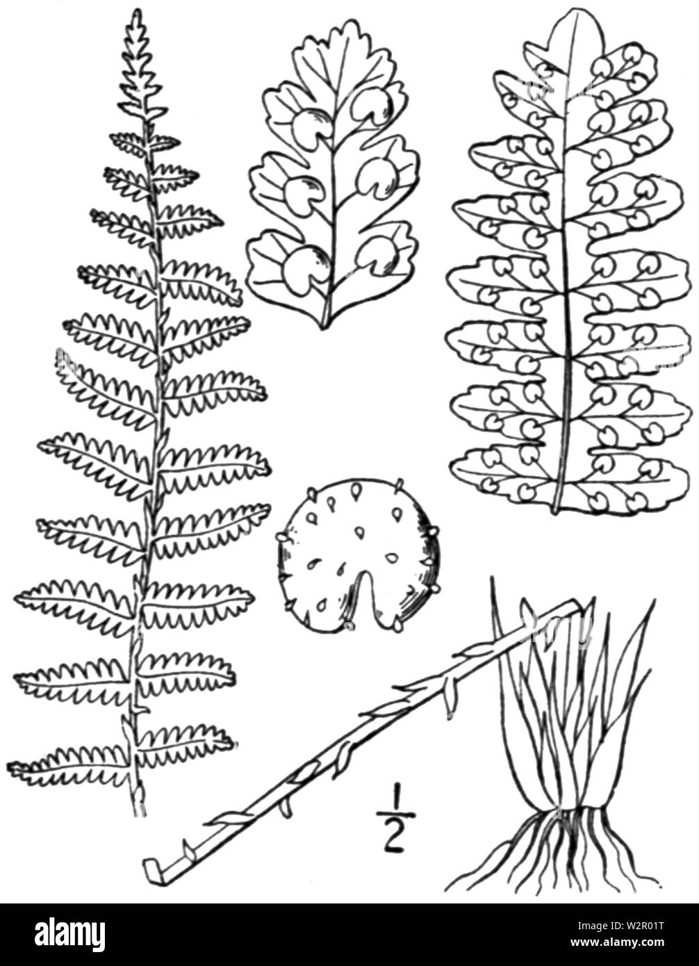 Labelled Dryopteris
