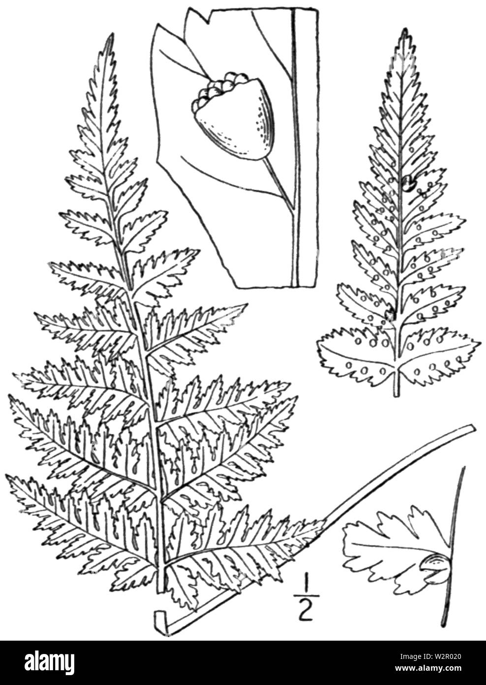 Bulbifera Black and White Stock Photos & Images - Alamy