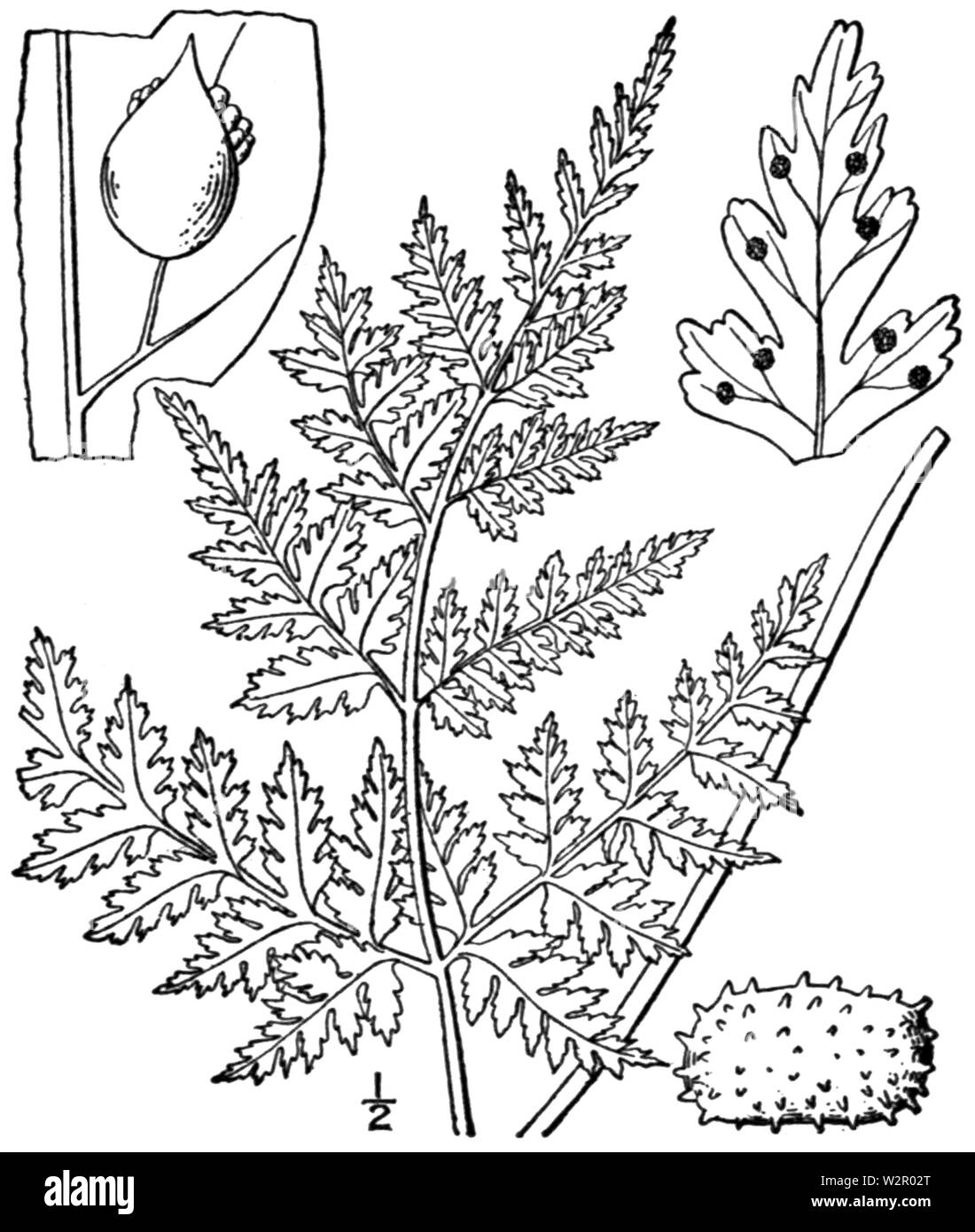 Fern classification Cut Out Stock Images & Pictures - Alamy