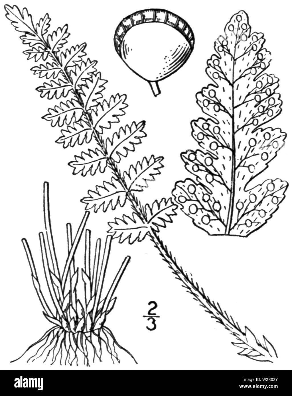 Woodsia ilvensis Black and White Stock Photos & Images - Alamy