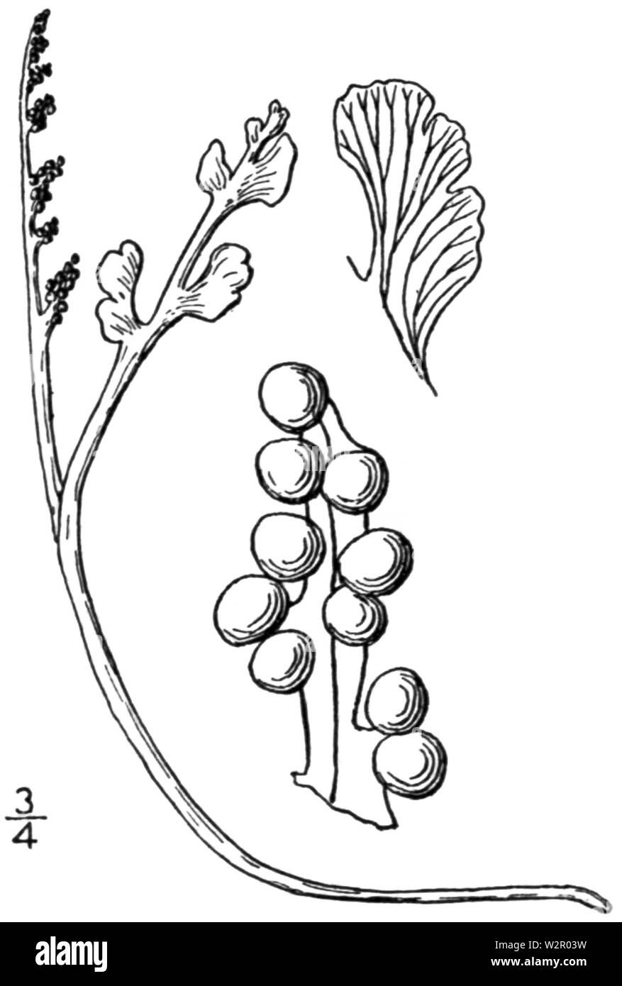 Botrychium simplex hi-res stock photography and images - Alamy