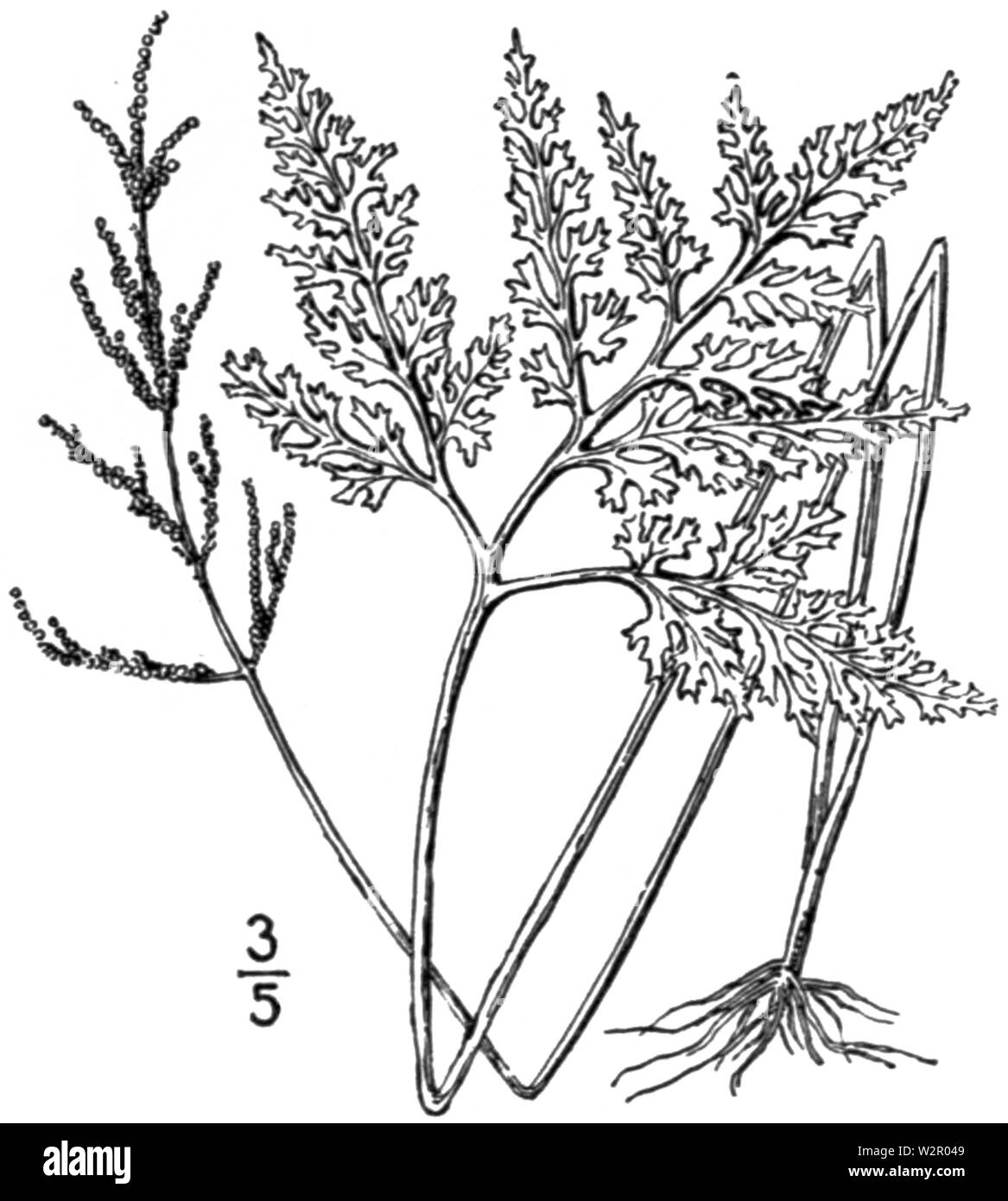 BB-0010 Botrychium dissectum Stock Photo - Alamy