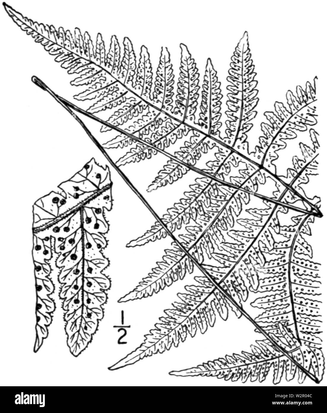 0051 Cut Out Stock Images & Pictures - Alamy