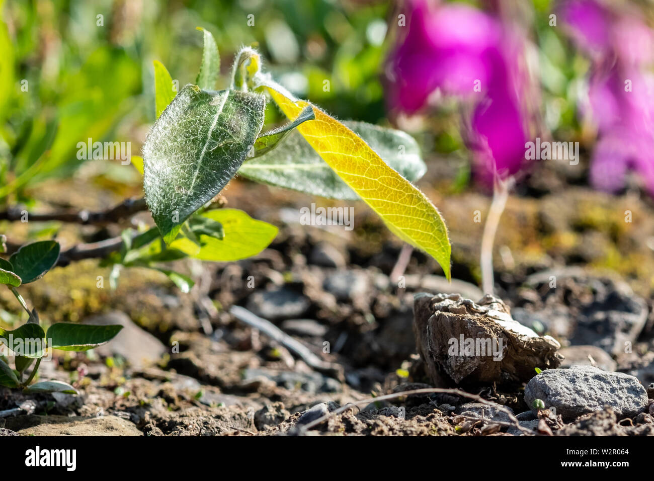 Tundra wildflowers hi-res stock photography and images - Alamy