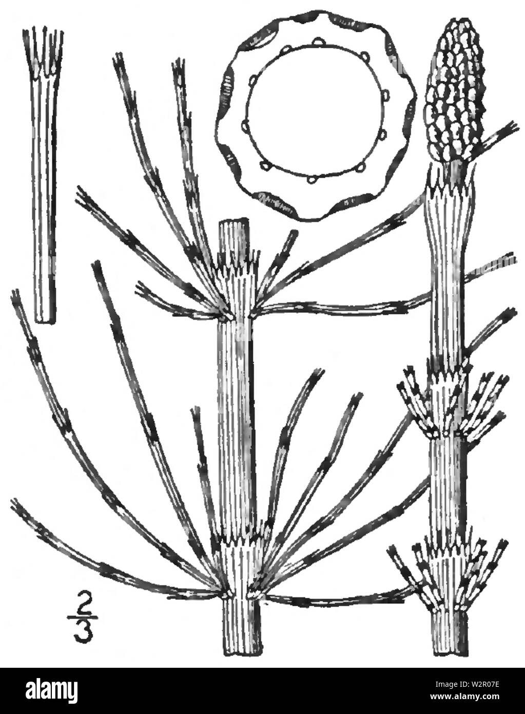 BB-0094 Equisetum fluviatile Stock Photo - Alamy