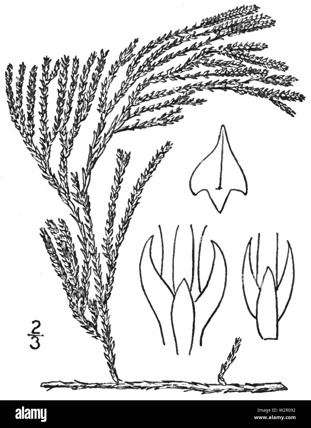Lycopodium Cut Out Stock Images & Pictures - Alamy