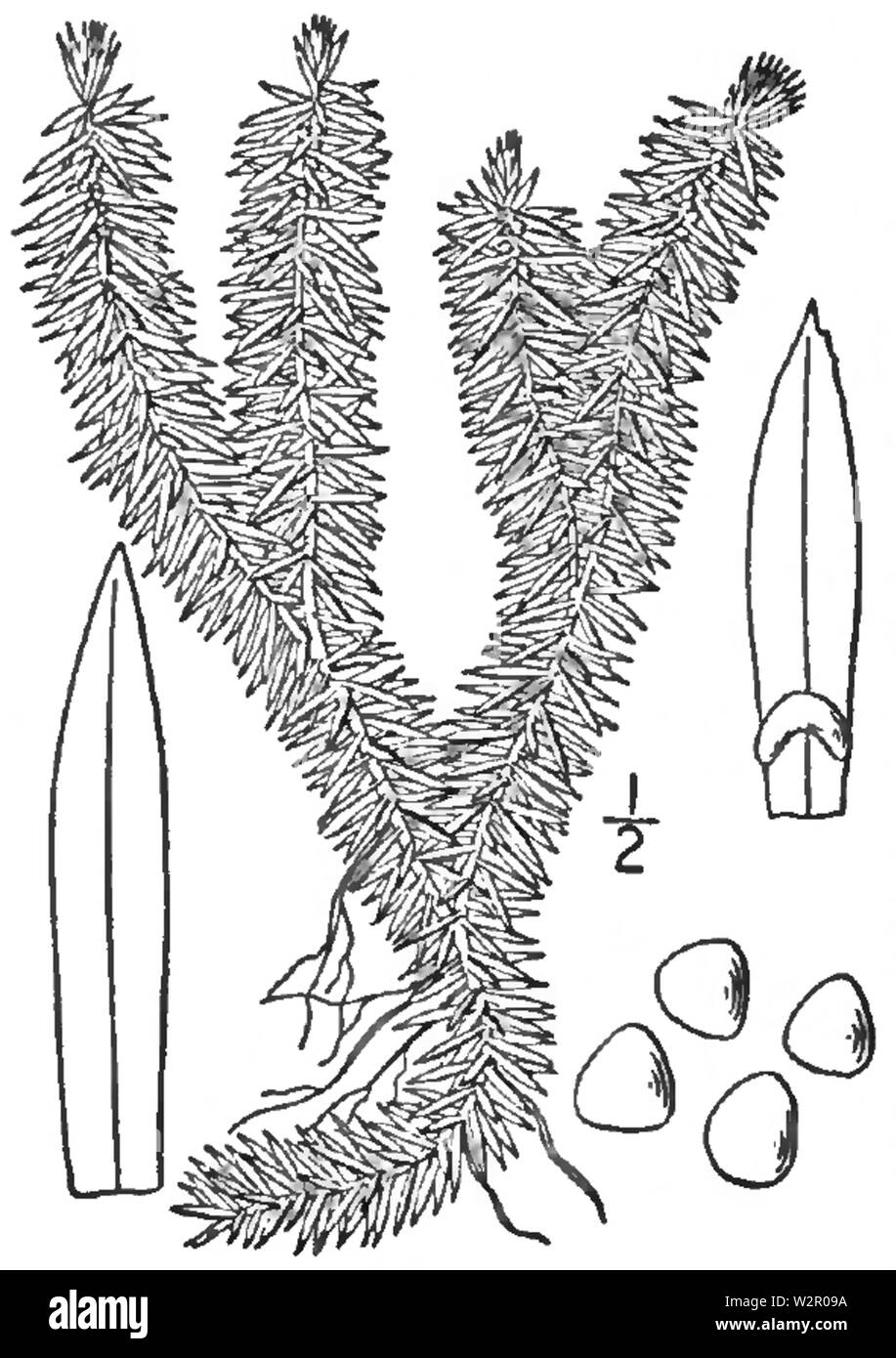 Lycopodium lucidulum hi-res stock photography and images - Alamy