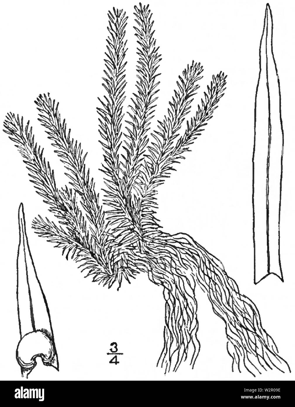 Lycopodium Cut Out Stock Images & Pictures - Alamy