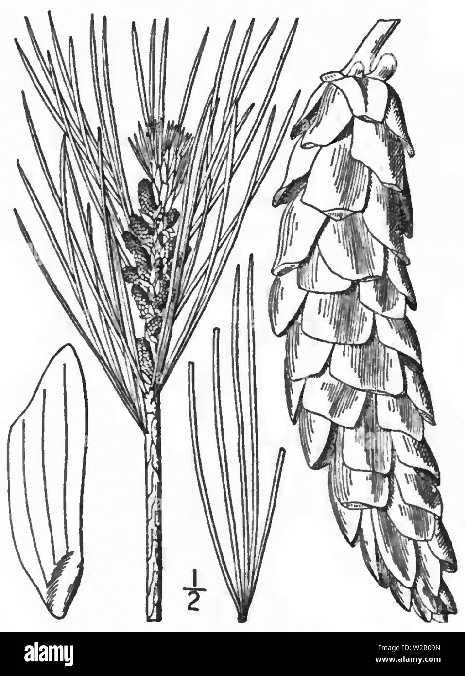 0131 Cut Out Stock Images & Pictures - Alamy