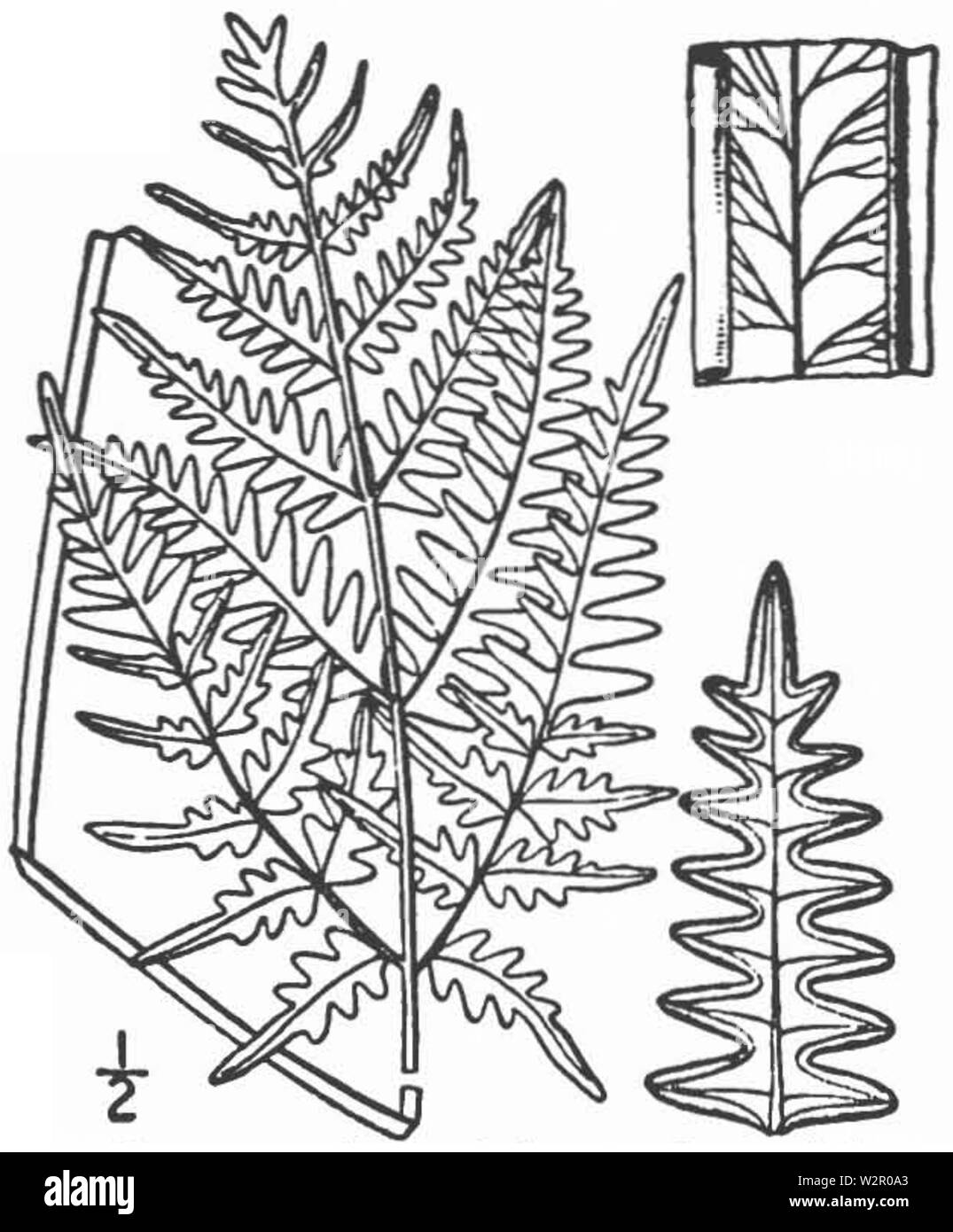 BB-0073 Pteridium aquilinum Stock Photo - Alamy