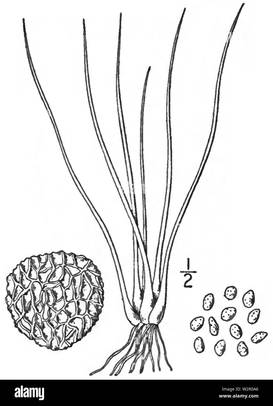 Isoetes Black and White Stock Photos & Images - Alamy