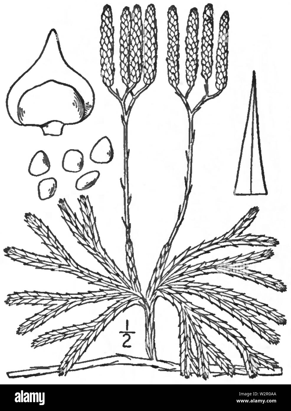 BB-0113 Lycopodium complanatum Stock Photo - Alamy