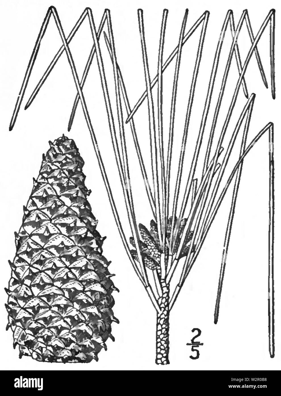 Loblolly pine pinus taeda hi-res stock photography and images - Alamy