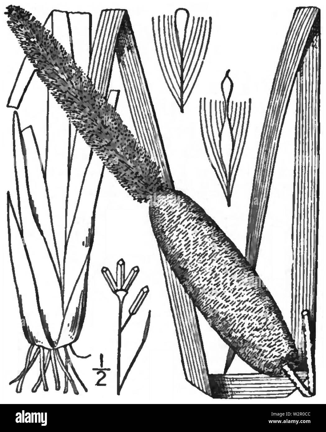 Typha latifolia Black and White Stock Photos & Images - Alamy