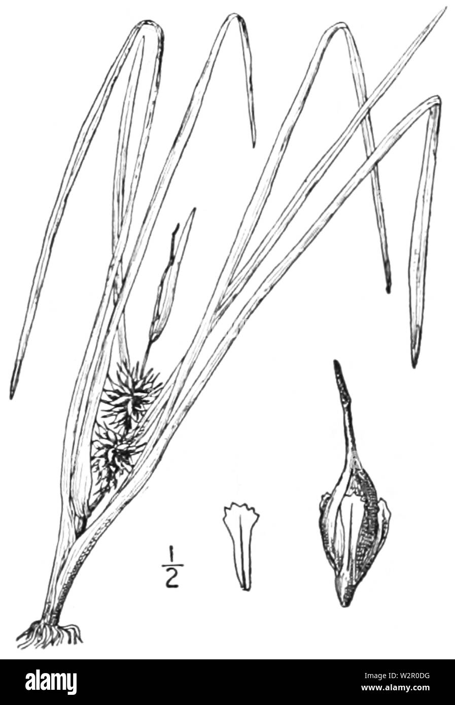 Sparganium Black and White Stock Photos & Images - Alamy