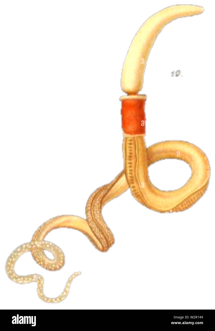 Balanoglossus hi-res stock photography and images - Alamy