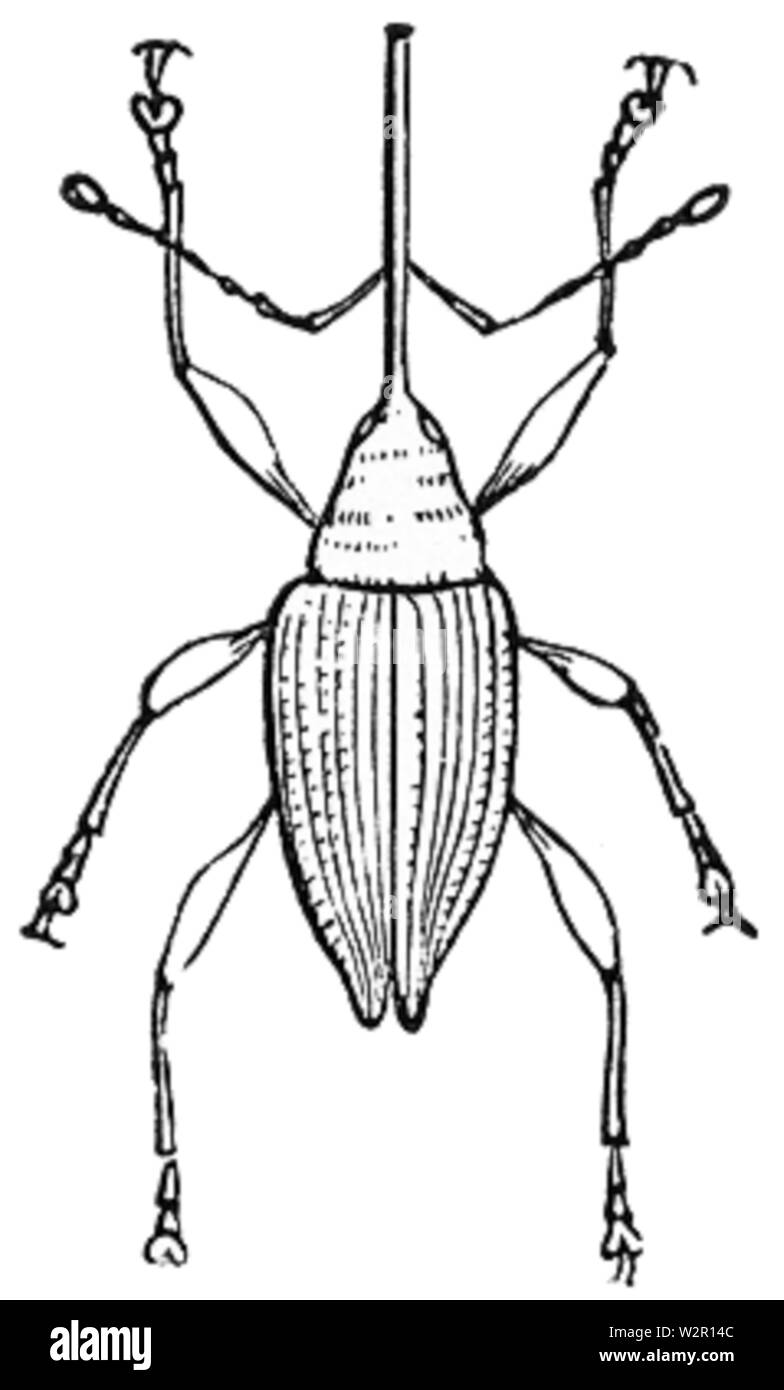 Balaninus hi-res stock photography and images - Alamy