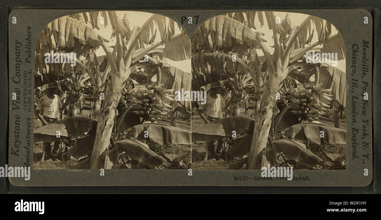 Banana trees, Hawaii, by Keystone View Company Stock Photo - Alamy