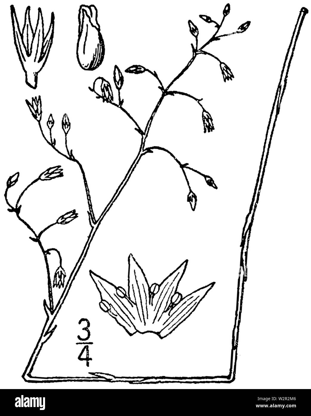 Bartonia paniculata drawing 1 Stock Photo - Alamy