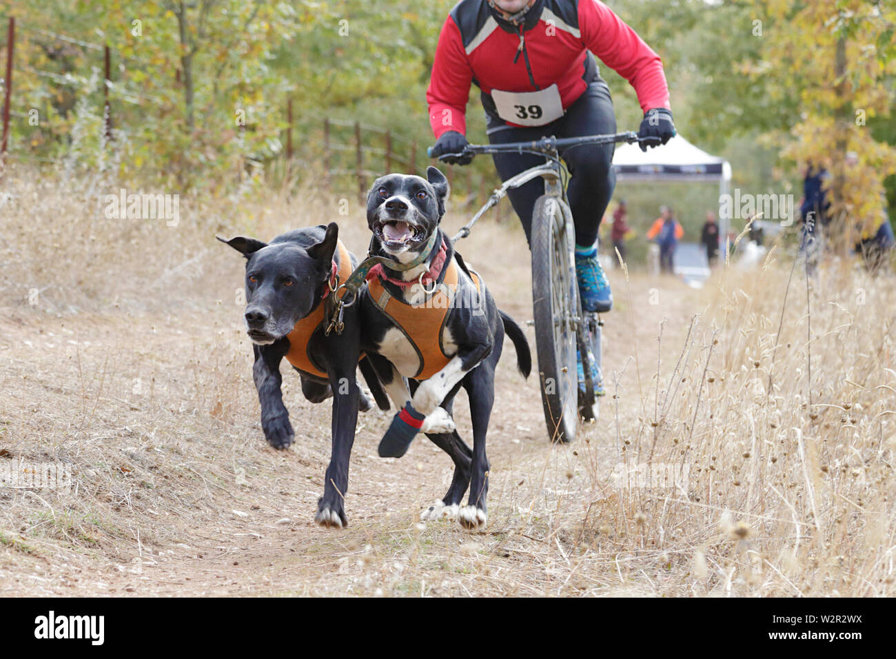 A dog and its musher taking part in a popular canicross with bicycle ...