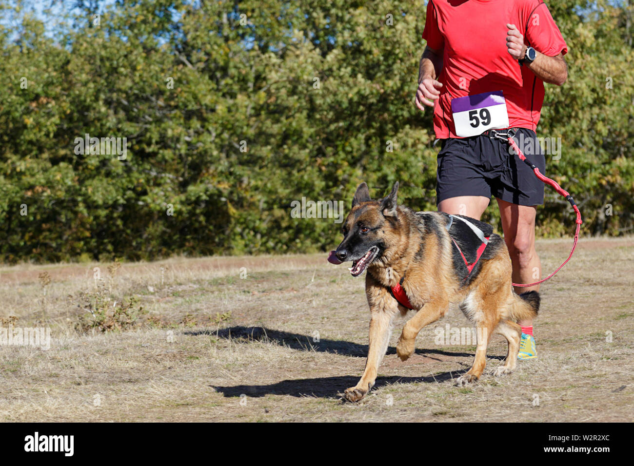 Dog and man taking part in a popular canicross race Stock Photo - Alamy