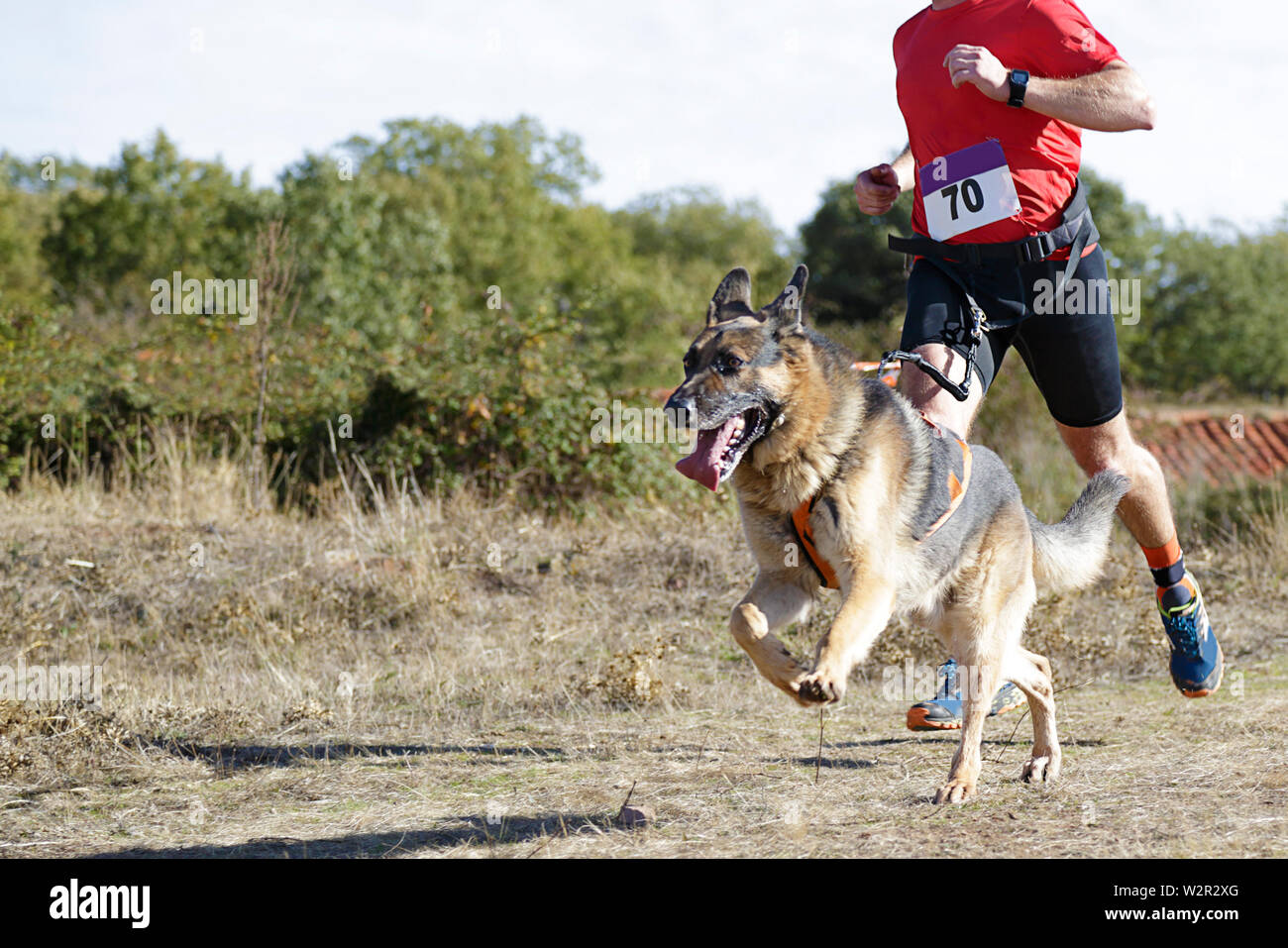 Dog and man taking part in a popular canicross race Stock Photo - Alamy