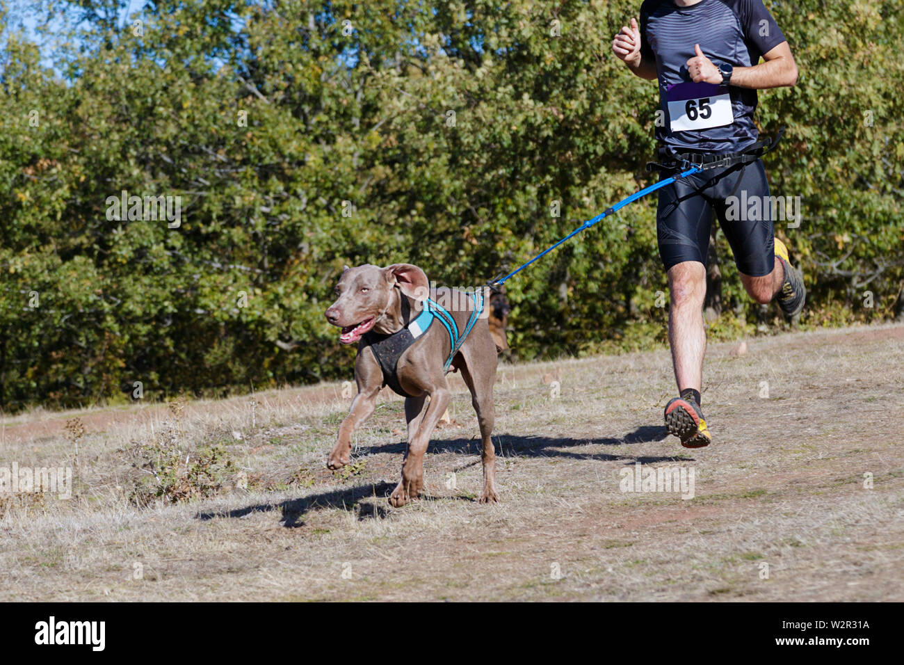 Dog and man taking part in a popular canicross race Stock Photo - Alamy
