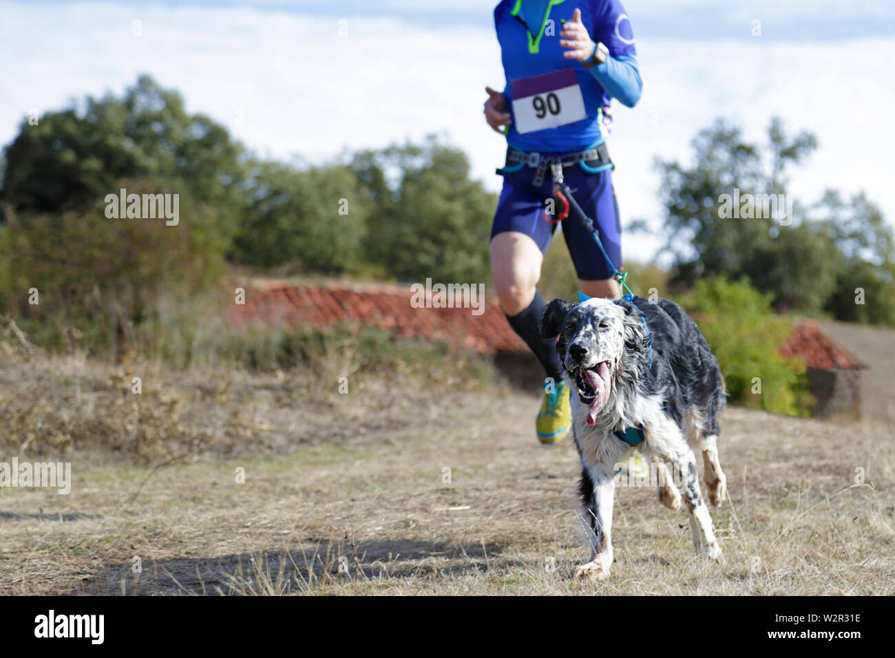 Dog and man taking part in a popular canicross race Stock Photo - Alamy