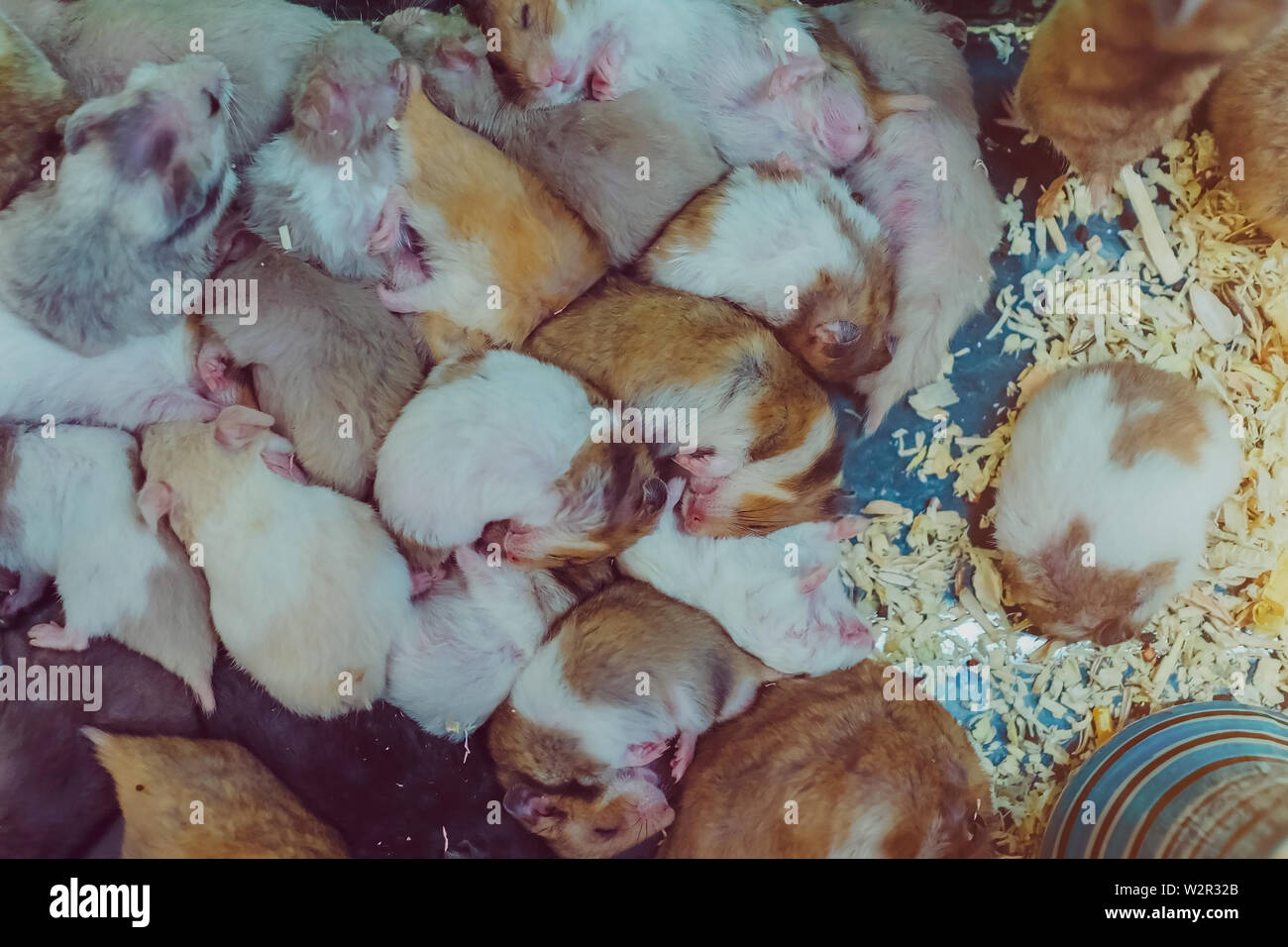 Laboratory rats cage hi-res stock photography and images - Alamy