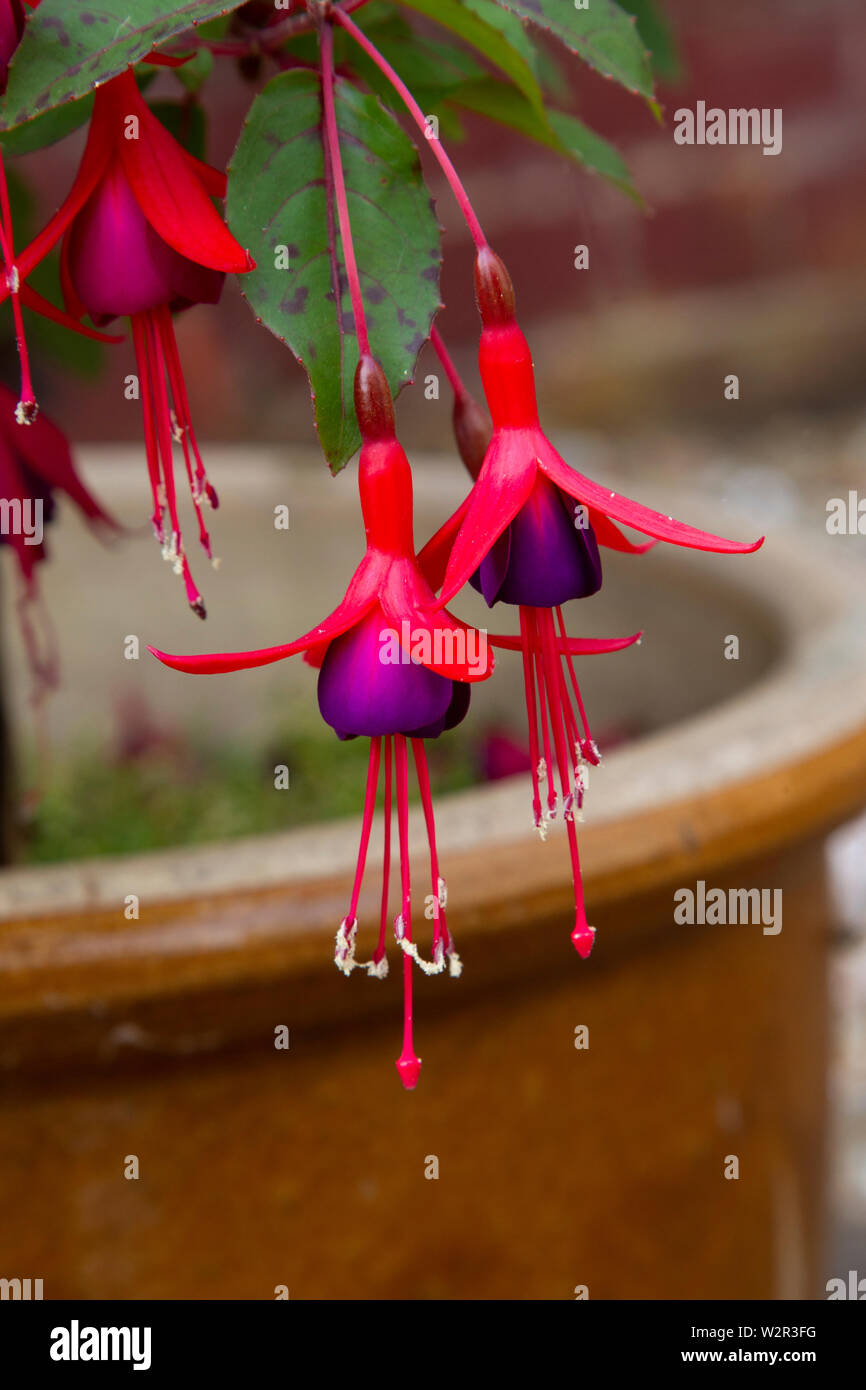 Fuschia garden plant hi-res stock photography and images - Alamy