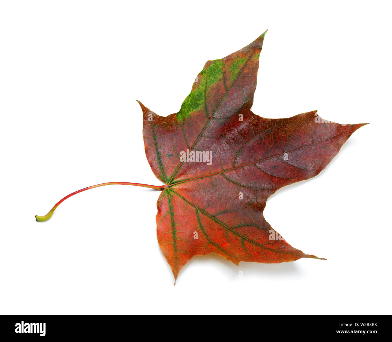Dark red autumn maple-leaf isolated on white background with shadow ...