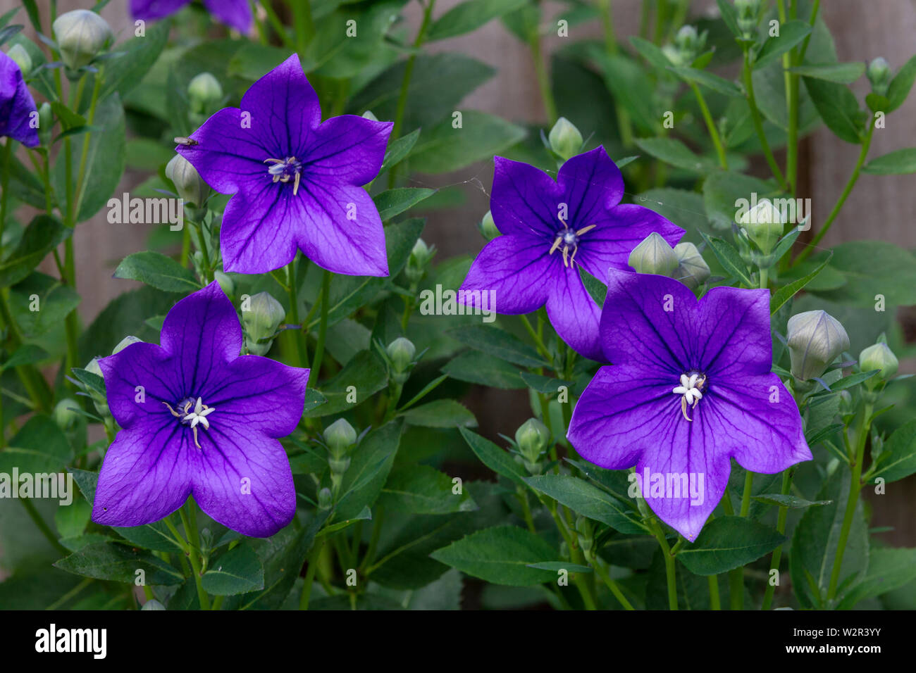 Phlox 'Nicky' Phlox paniculata growing in a back garden border in ...