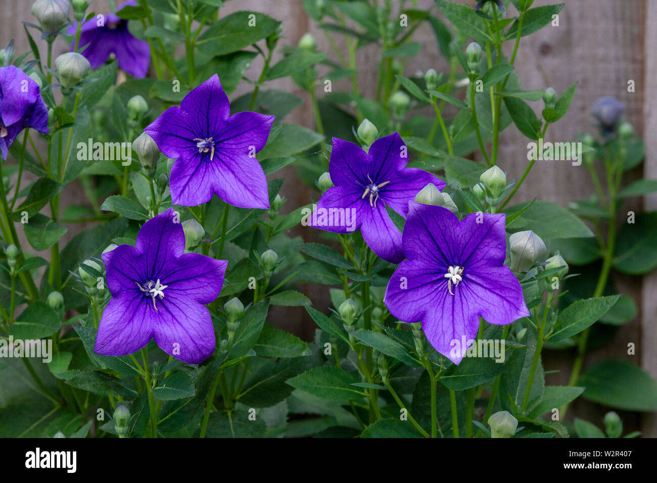 Phlox 'Nicky' Phlox paniculata growing in a back garden border in ...