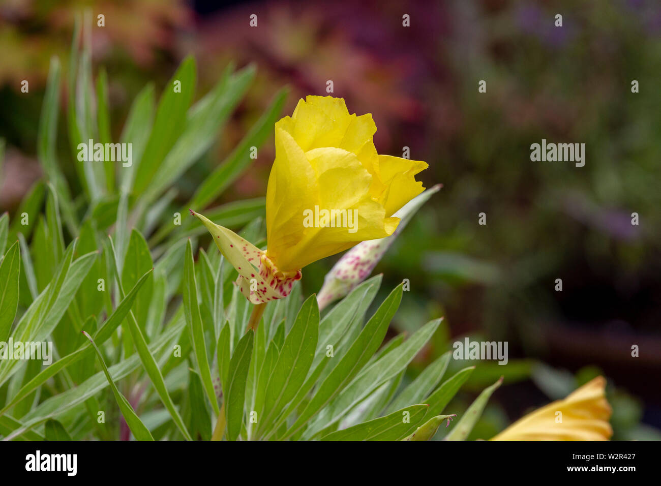 Common evening-primrose. Oenothera biennis in a garden pot flowering ...