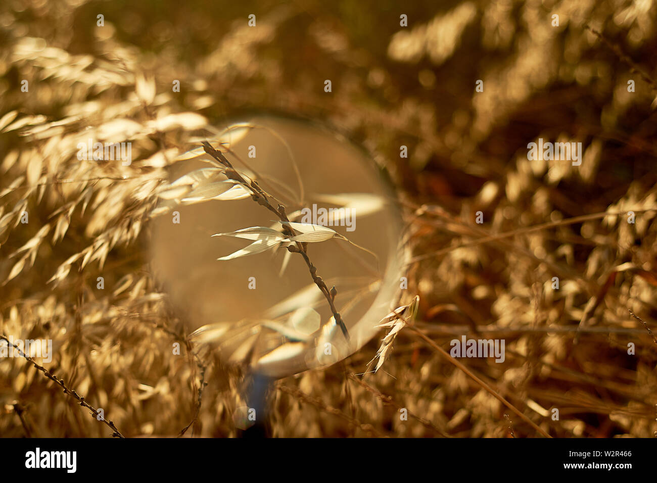 Grass , grass, magnified under a magnifying glass.Nature and botany ...