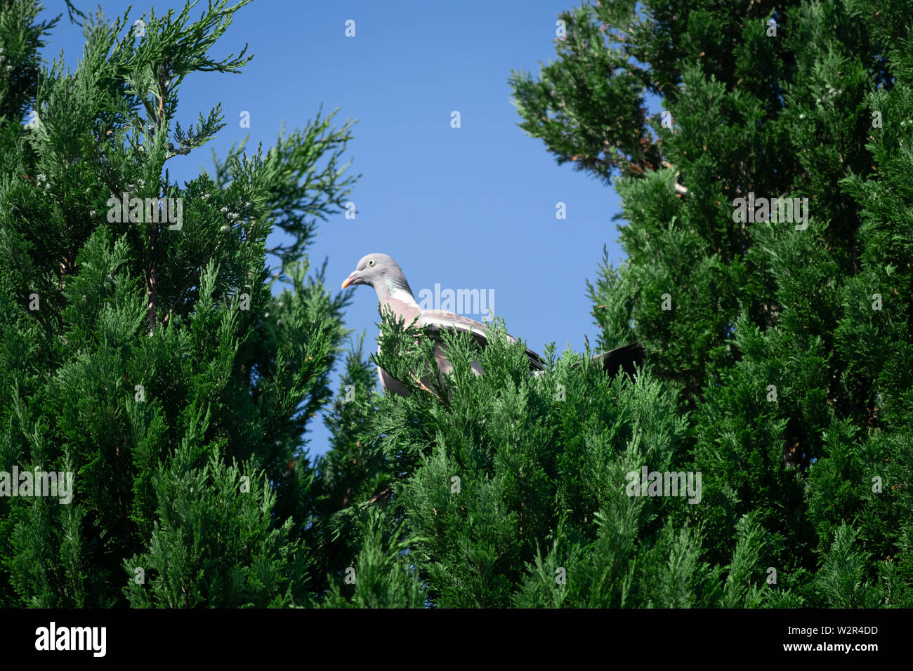 Blue bird in conifer hi-res stock photography and images - Alamy