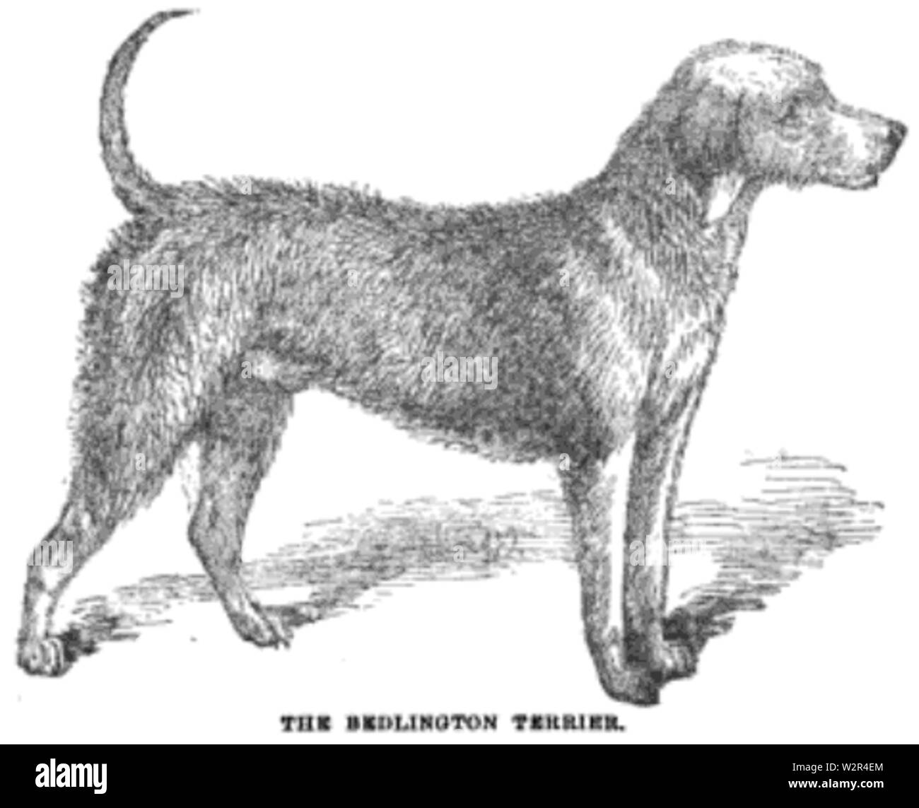 Working terrier Cut Out Stock Images & Pictures - Alamy