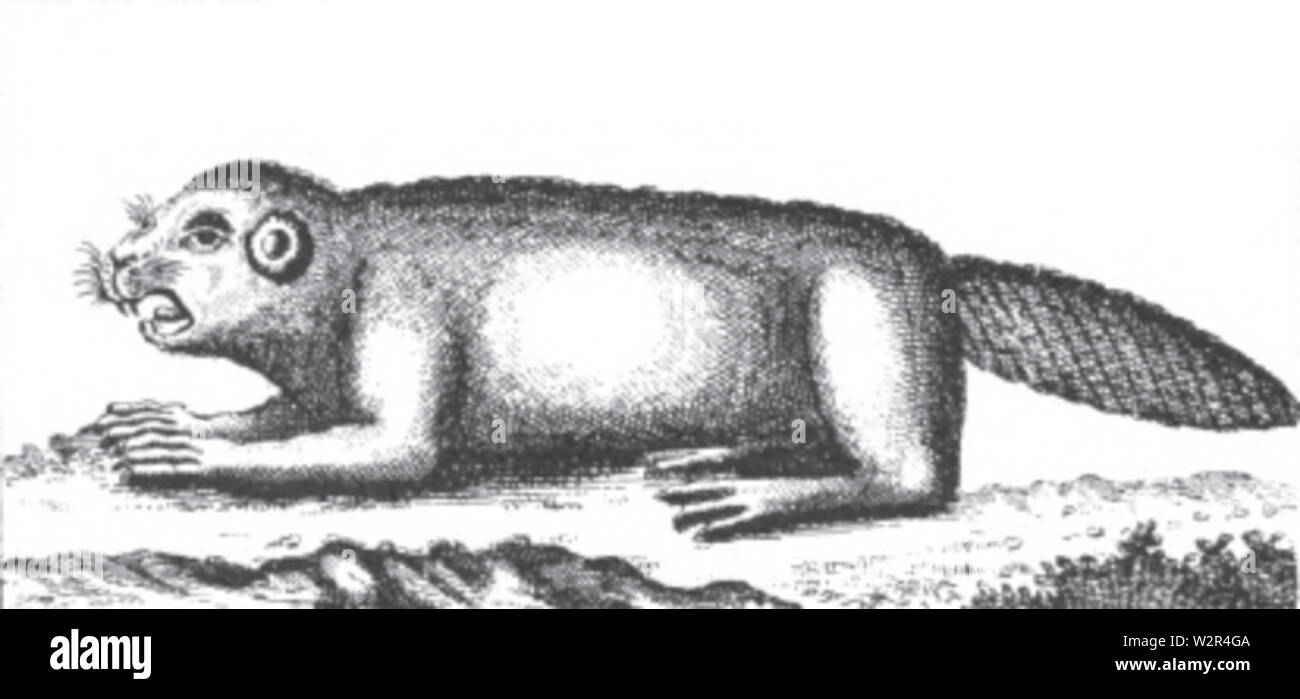 Beaver role hi-res stock photography and images - Alamy