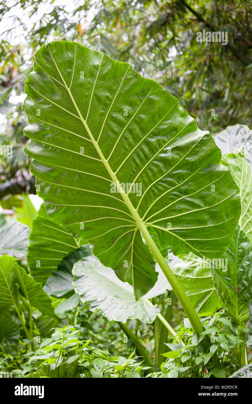Massive big leaf in nature Stock Photo - Alamy