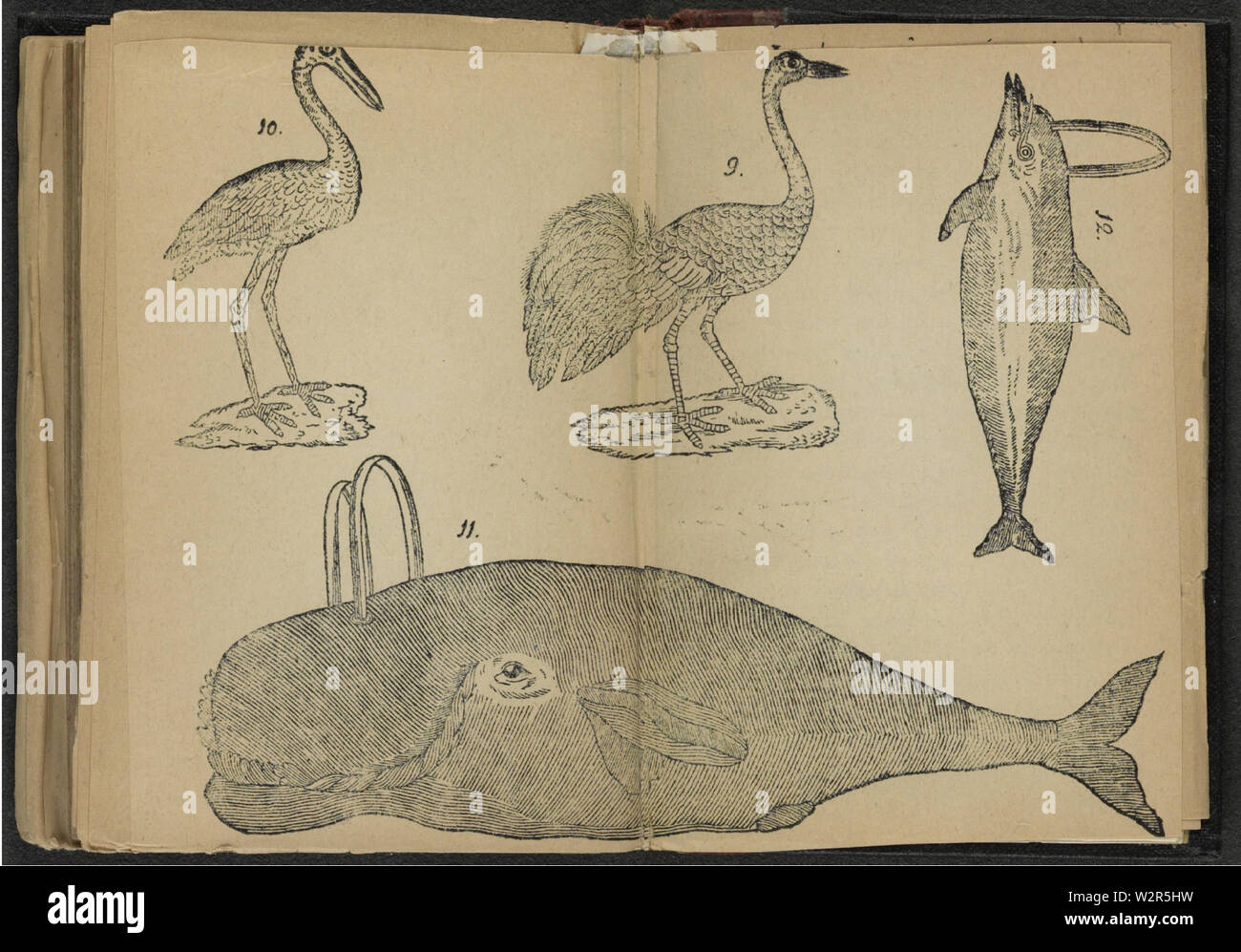 Beron primer final illustrations Stock Photo - Alamy