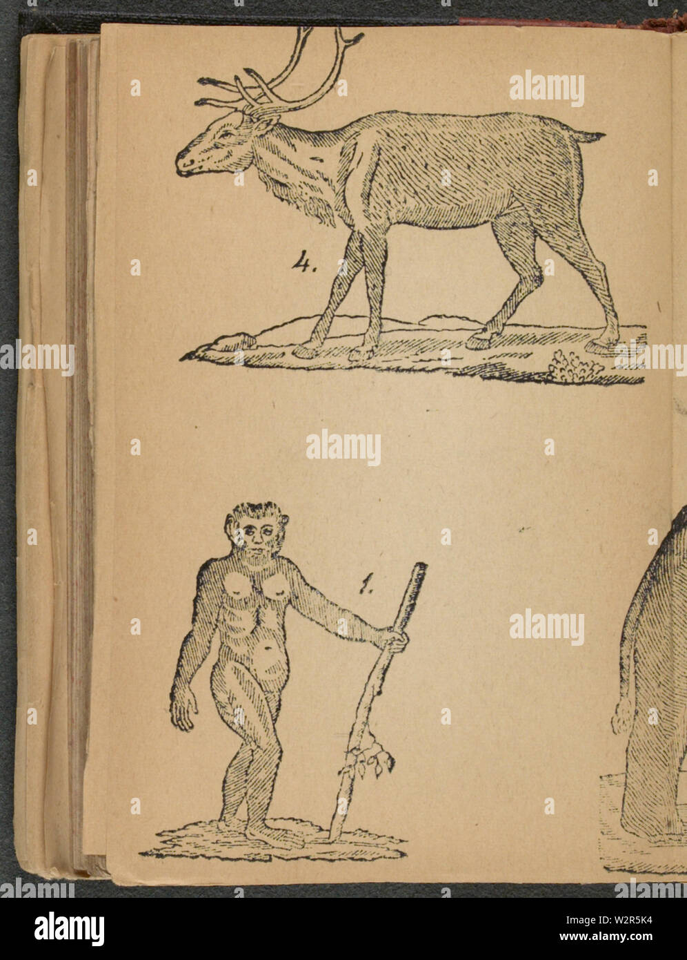 Beron primer illustrations Stock Photo - Alamy