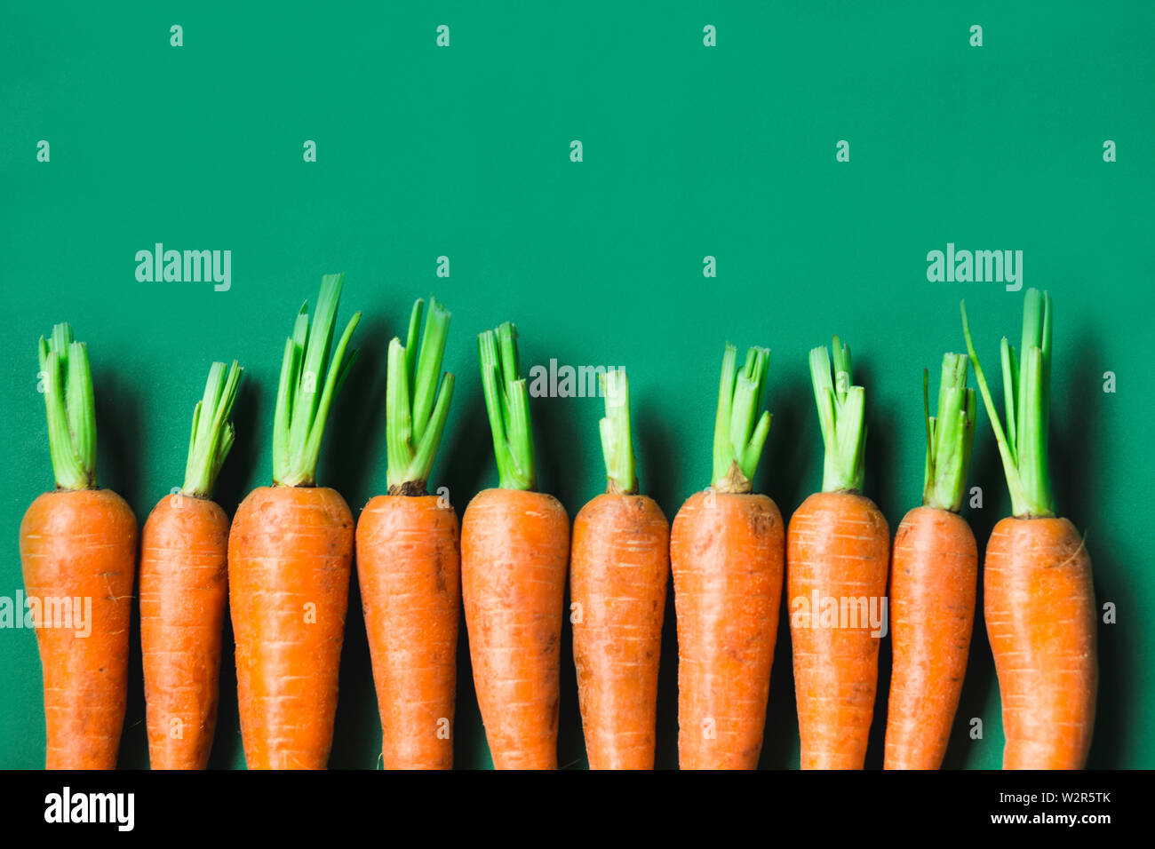 several fresh carrots lie in a row on a green background.. Rustic style ...