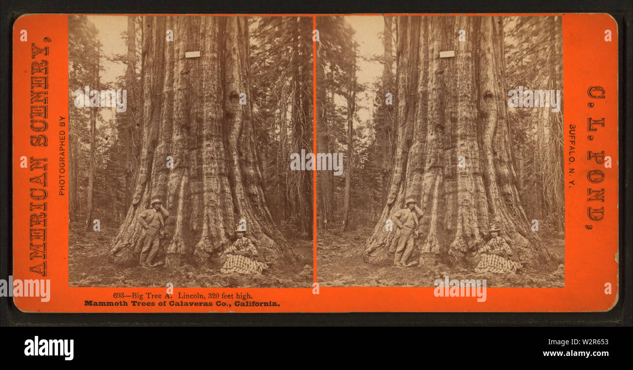 Big Tree A Lincoln, 320 feet high, Mmammoth trees of Calaveras Co ...
