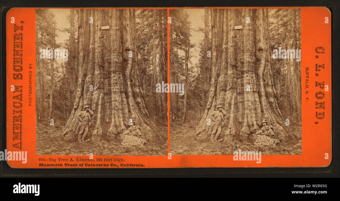 Big Tree A Lincoln, 320 feet high, Mmammoth trees of Calaveras Co ...