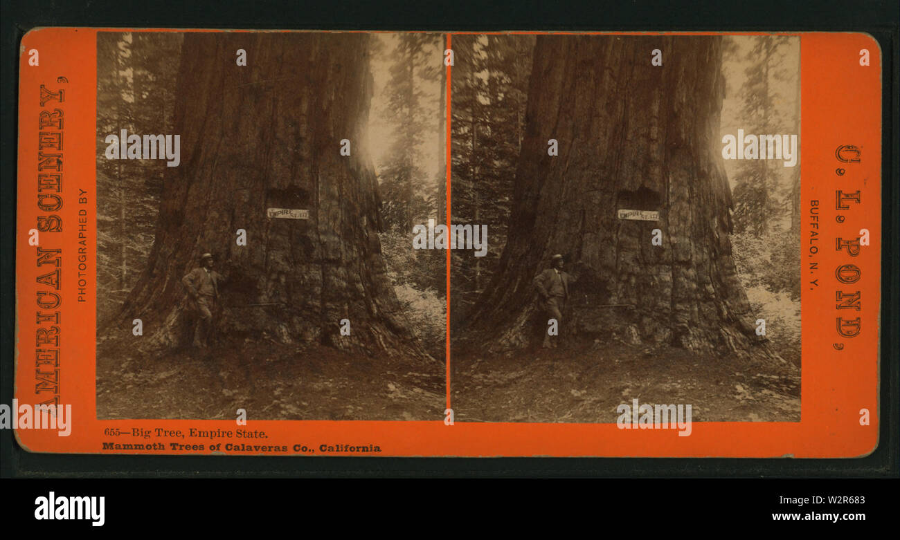 Big Tree, Empire State Mammoth Trees of Calaveras Co, California, by ...
