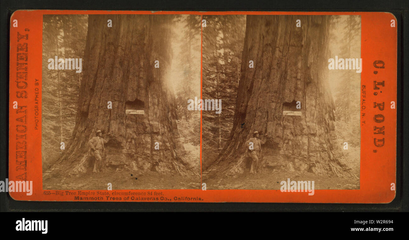 Big Tree, Empire State, circumference 84 feet Mammoth Trees of ...
