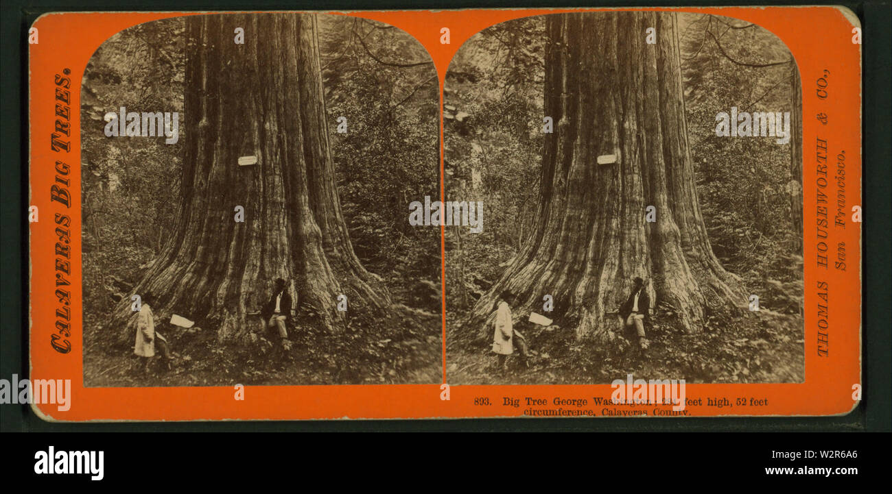 Big Tree, George Washington, 284 feet high, 52 feet circumference ...