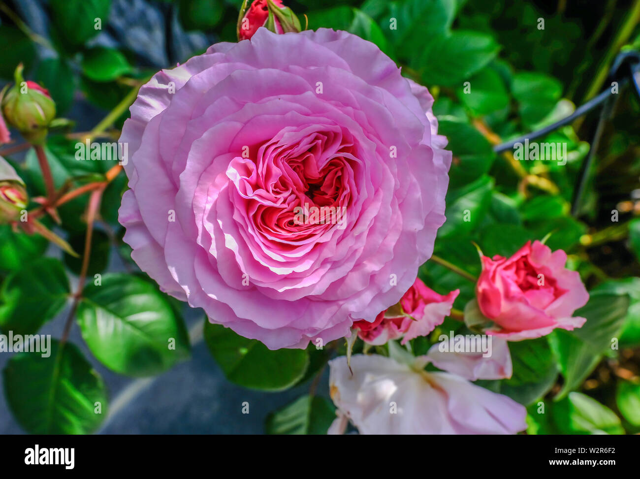 Old English Rose Bush at Joseph Dearth blog